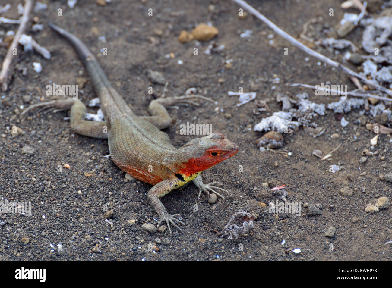 Galapagos Lava Lizard with a bright red face and belly Stock Photo - Alamy