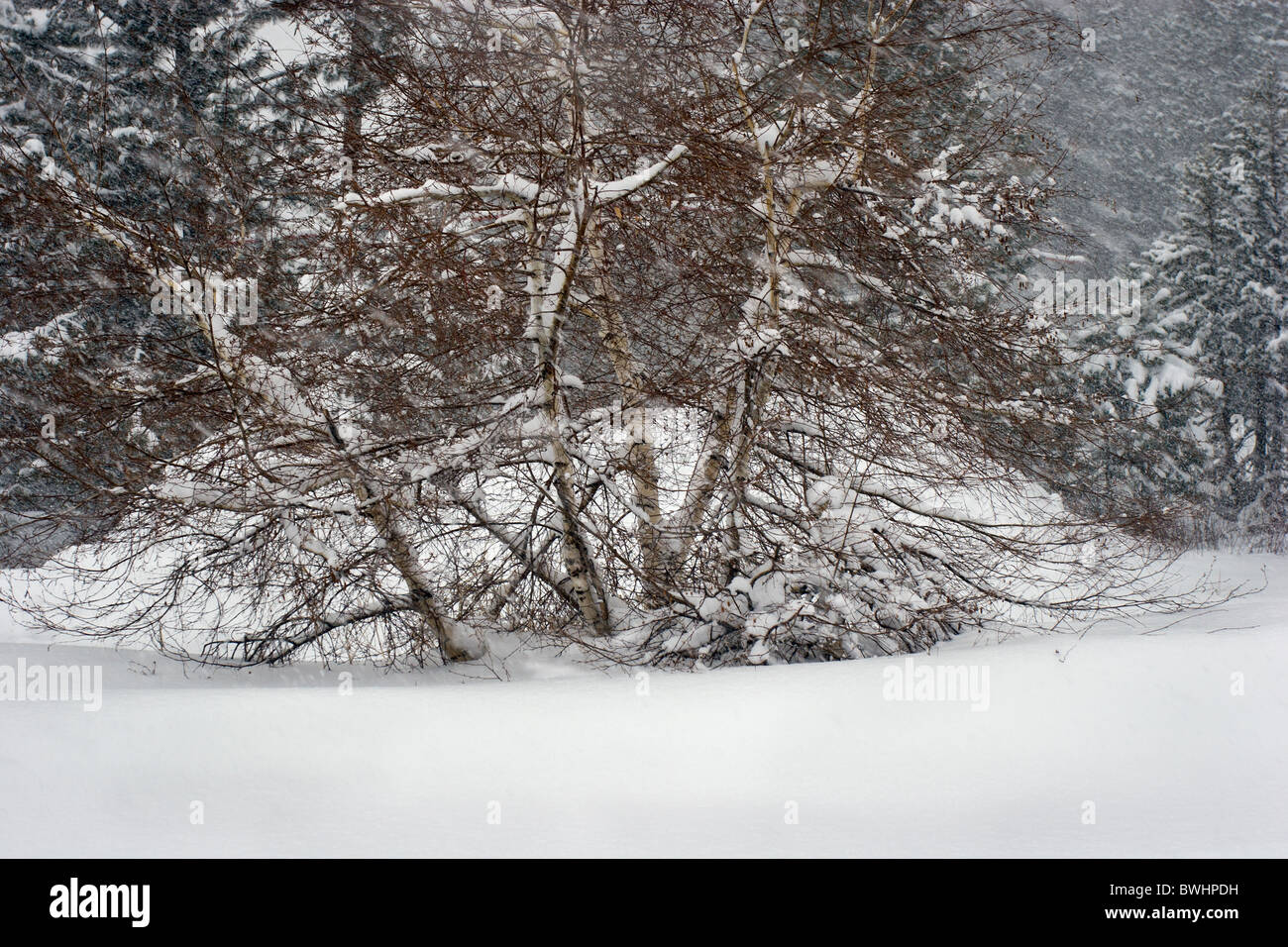 deciduous tree surrounded by snow Stock Photo - Alamy