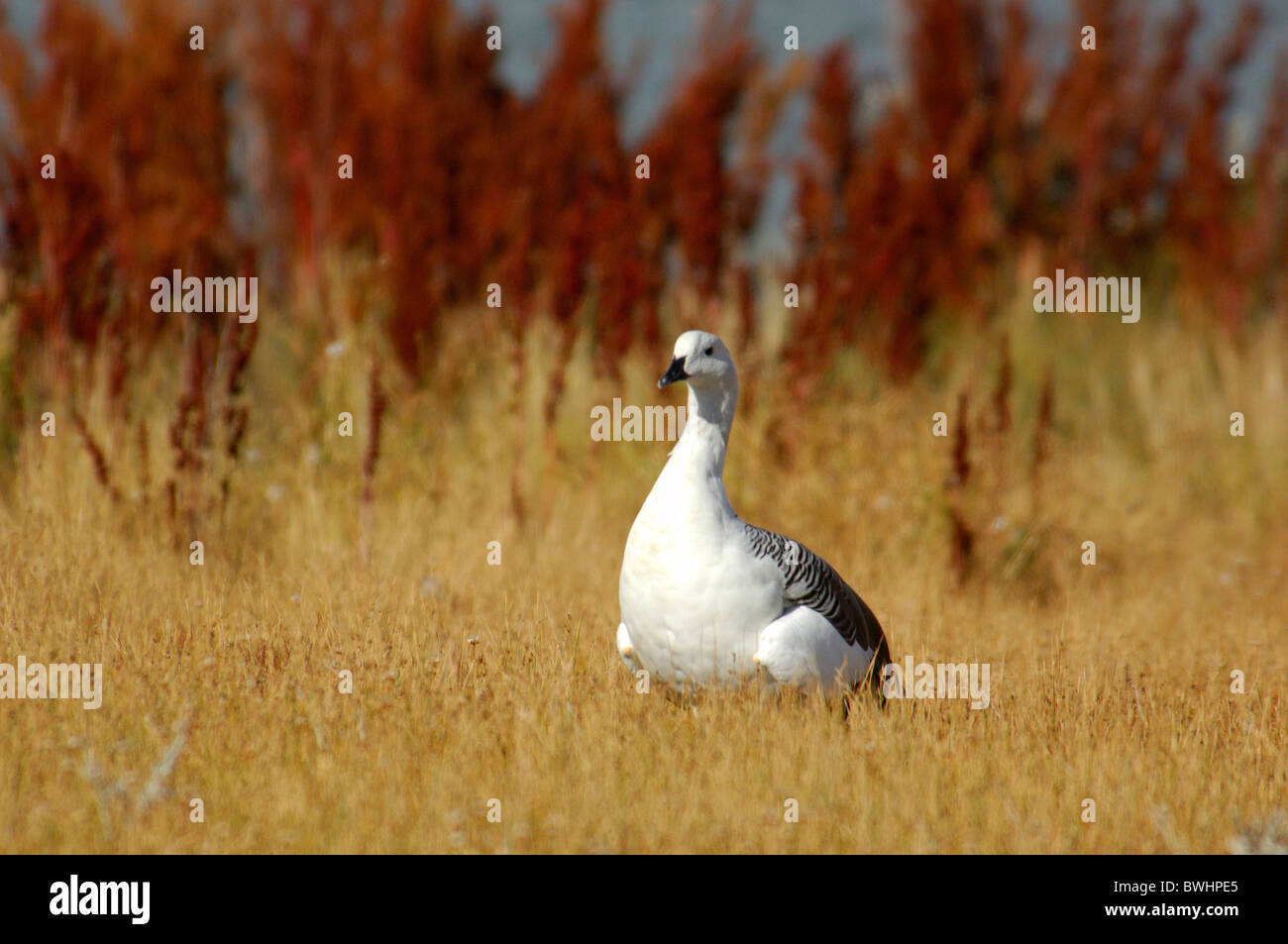 Geese Upland Goose Chloephaga picta Laguna Nimez El Calafate Santa Cruz ...