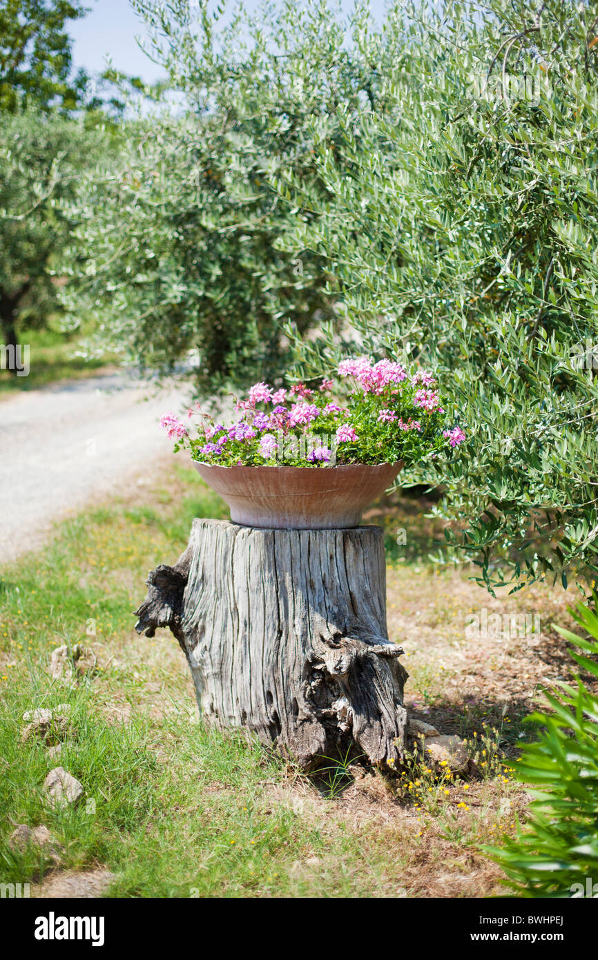 Flower arrangement on a tree stump surrounded by Olive trees Stock ...