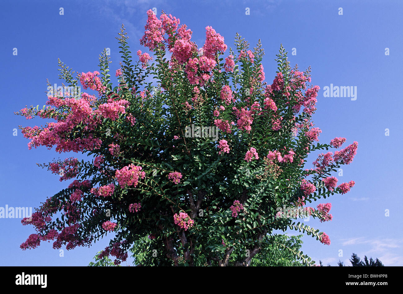 Indian Lagerstroemie Kreppmyrte Lagerstroemia indica Krauselmyrte shrub ...