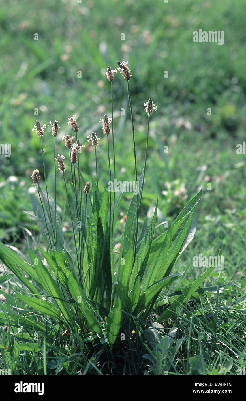 Ribgrass Plantago Lanceolata High Resolution Stock Photography and ...