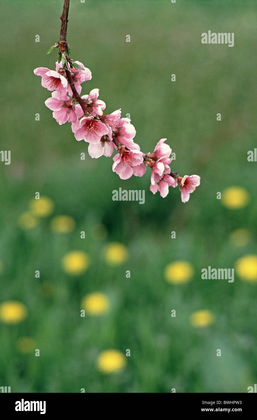 peach Prunus persica Suncrest blossoms flourish pink branch fruit-tree ...