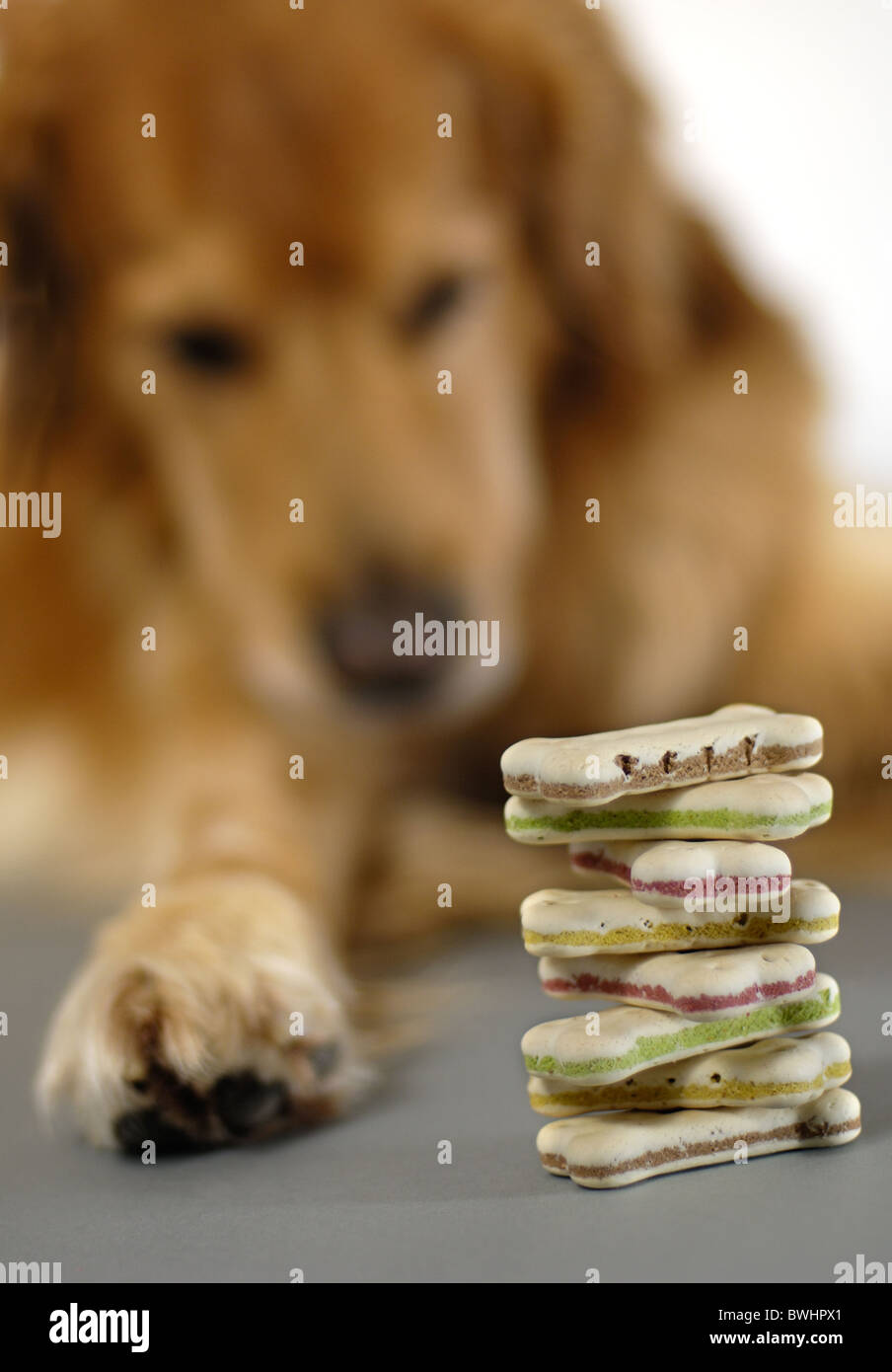 Hunde erziehen hi-res stock photography and images - Alamy