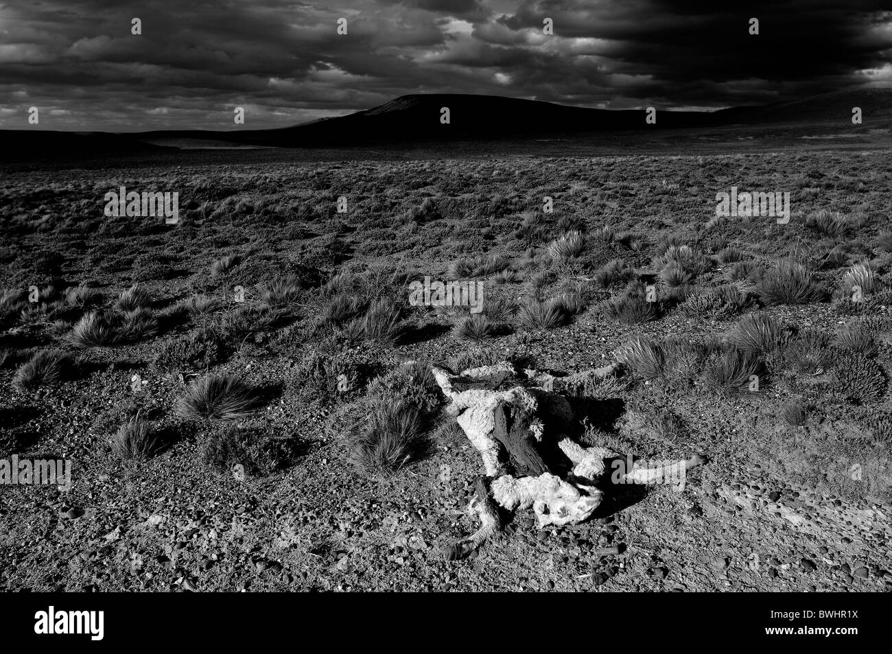 Dead sheep hi-res stock photography and images - Alamy