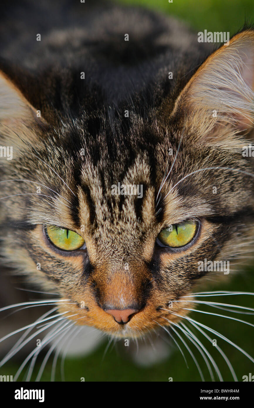 Close up looking down at cats face with white soft focus feet below ...