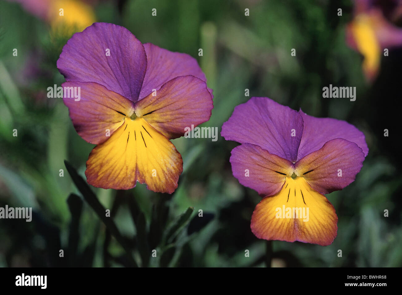 10824870 hi-res stock photography and images - Alamy