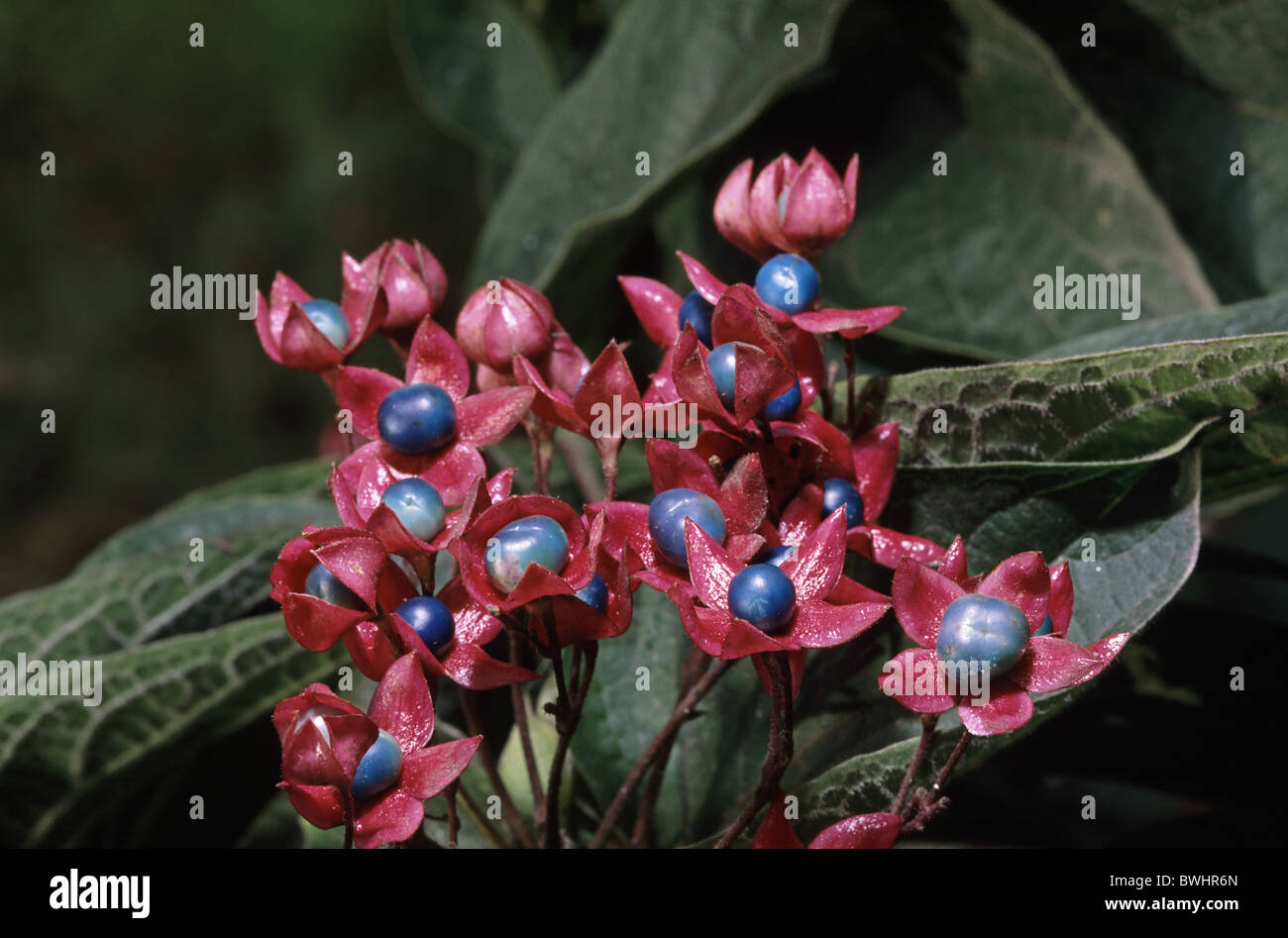 Clerodendron trichotomum tree detail fruit state fruits plant ...