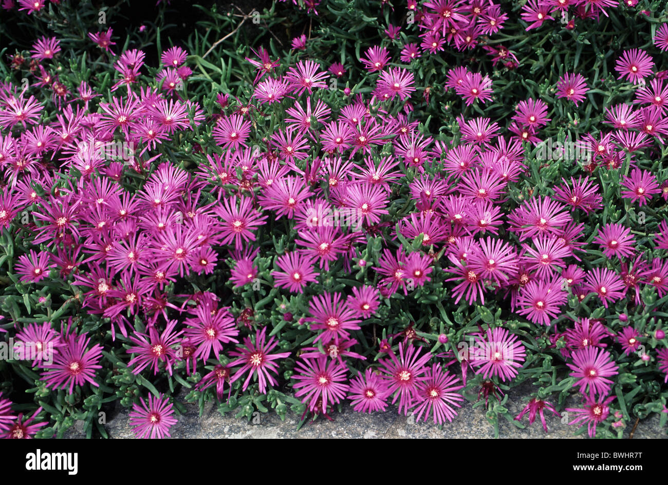 Lampranthus mulriradiatus midday flower blossoms flourish flowers plant ...