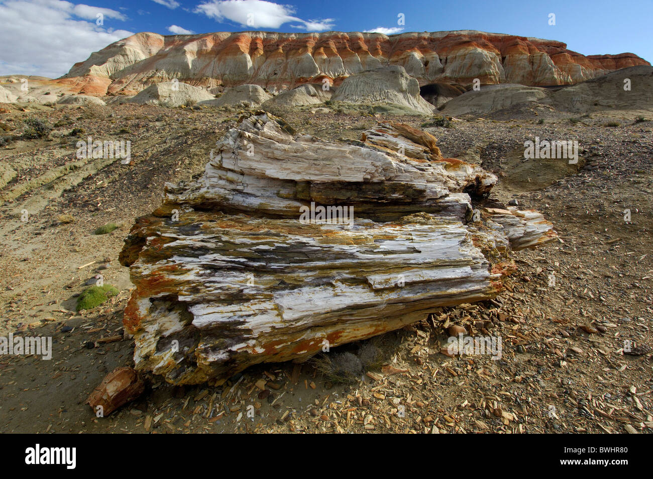 Petrified Wood Bosque Petrificado Monumento Natural Provincial ...