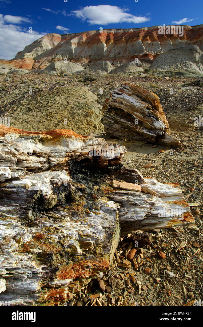 Petrified Wood Bosque Petrificado Monumento Natural Provincial ...