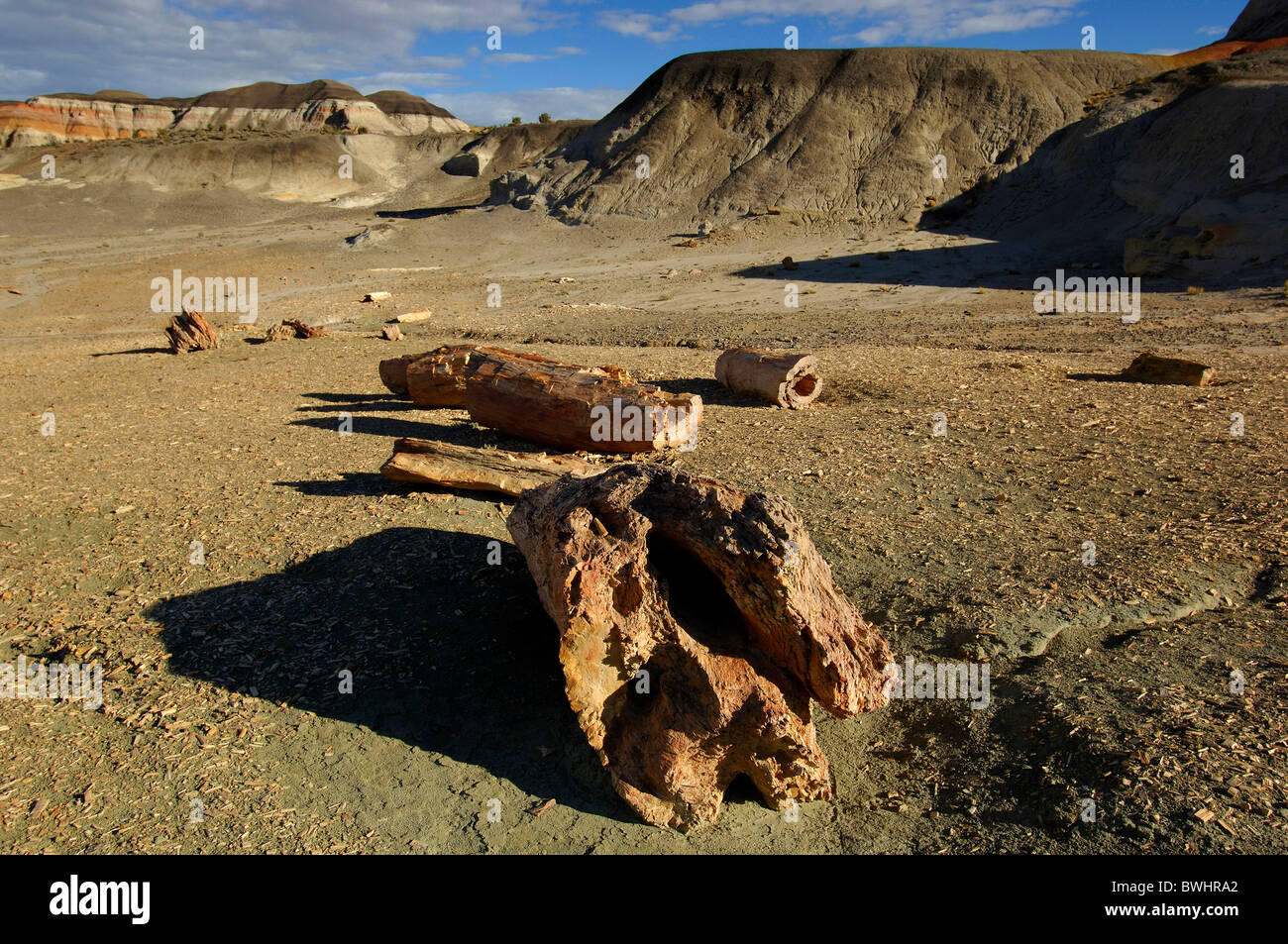 Petrified Wood Bosque Petrificado Monumento Natural Provincial ...