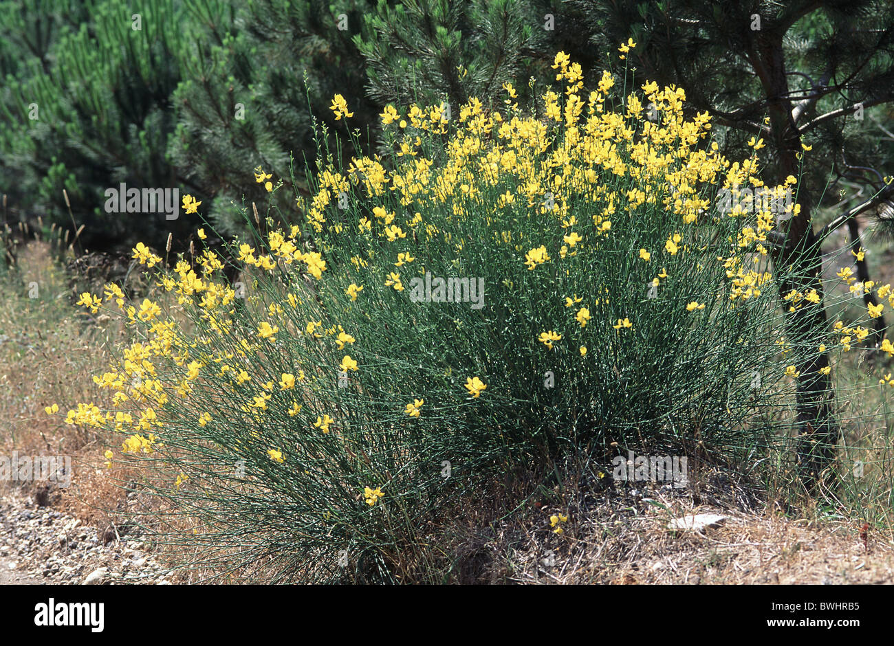 Spartium junceum awl broom Spanish broom blossoms flourish yellow ...