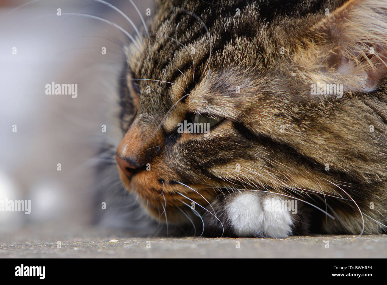 Ground level close up of cats face resting on white paw Stock Photo - Alamy