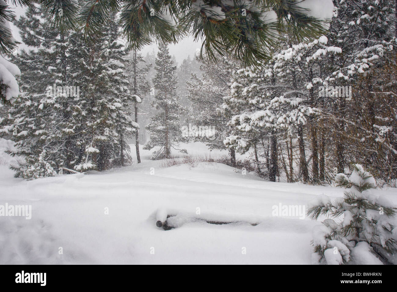 Snow covered evergreen plants hi-res stock photography and images - Alamy