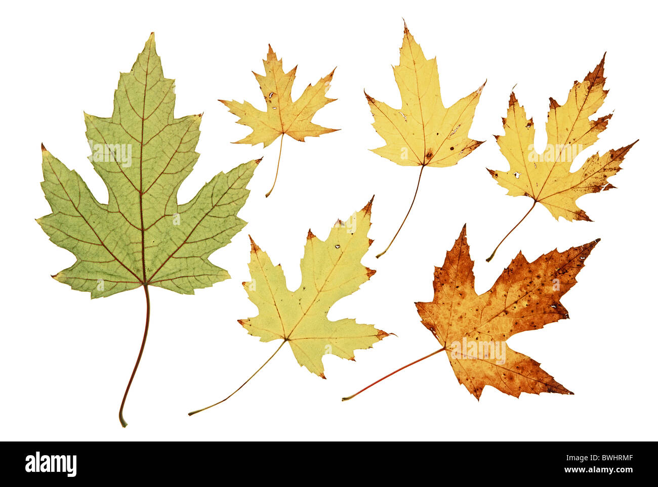 silver maple Acer saccharinum maple leaf leaves foliage autumn autumn ...