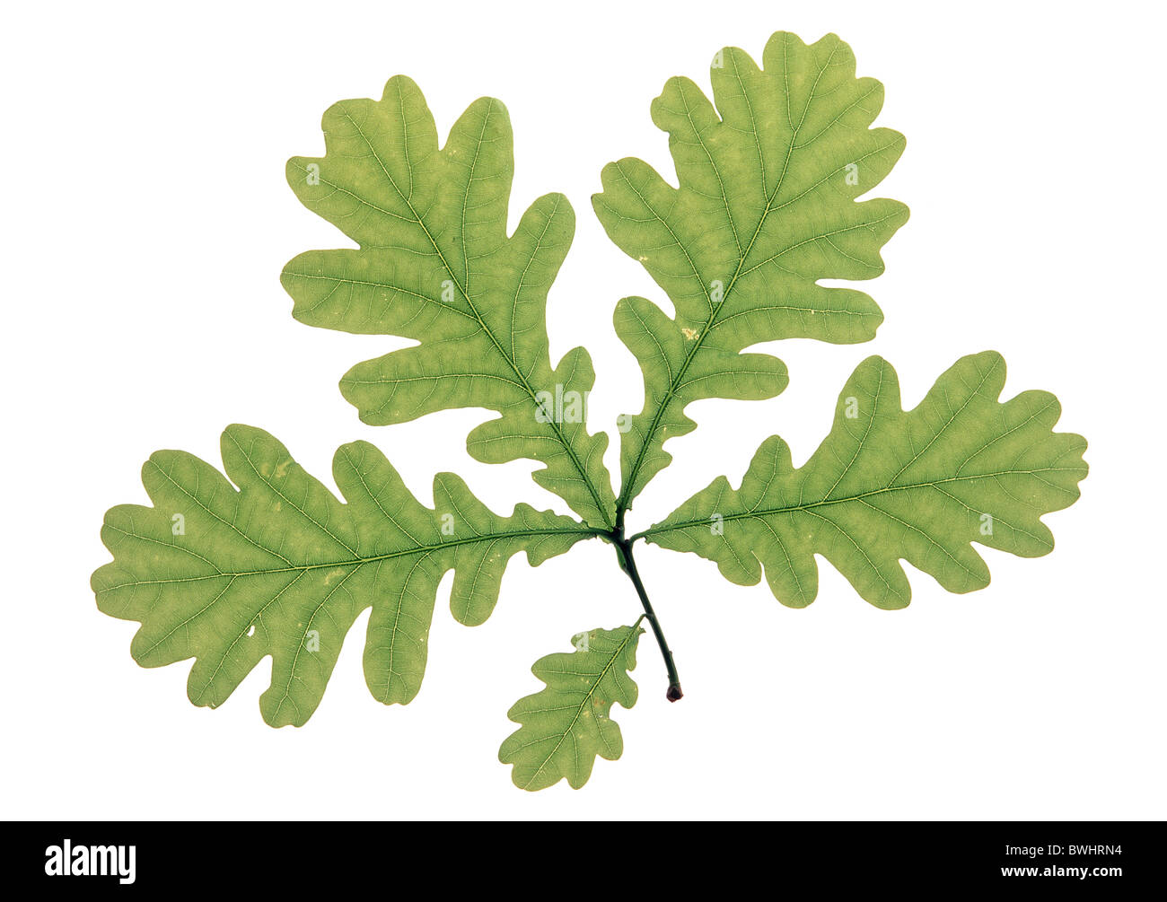 handle oak Quercus robur Quercus pedunculata oak leaf leaves studio ... handle oak Quercus robur Quercus pedunculata oak leaf leaves studio ...