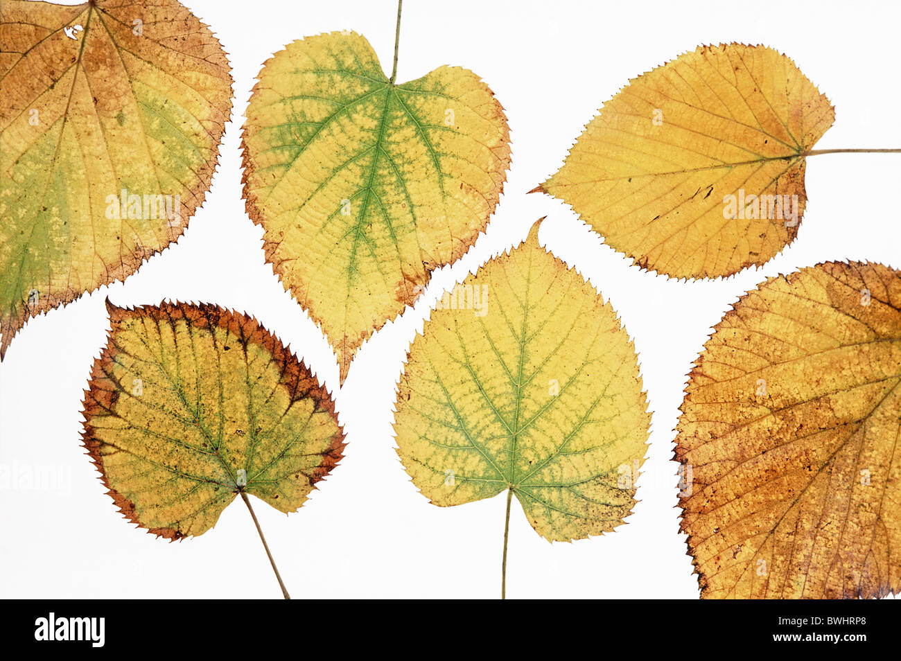 lime-tree Tilia leaf leaves foliage autumn autumn colours studio Stock ...