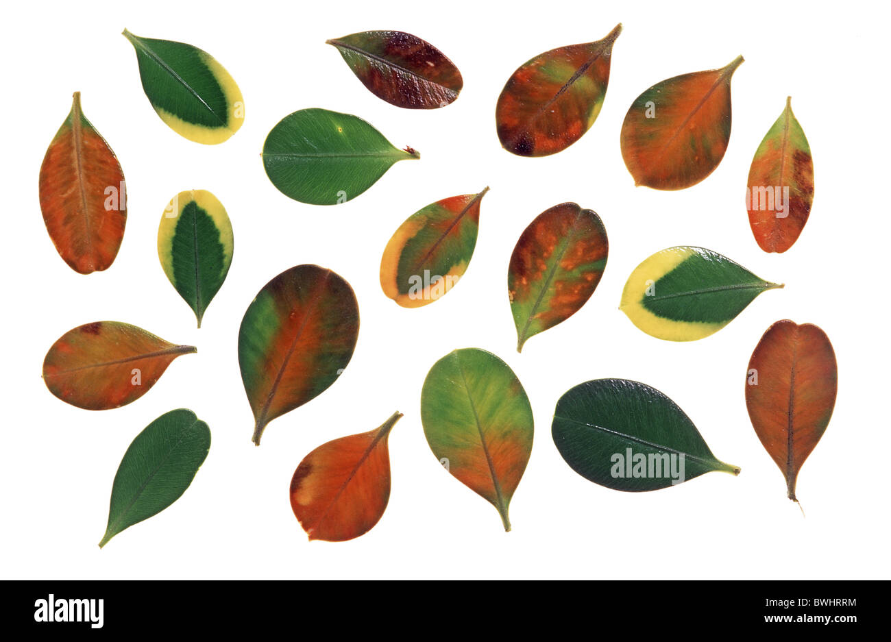 box Buxus leaf leaves foliage autumn autumn colours studio Stock Photo ...