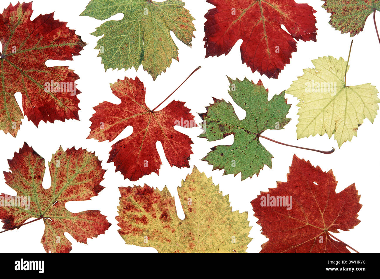 Vitis leaf hi-res stock photography and images - Alamy