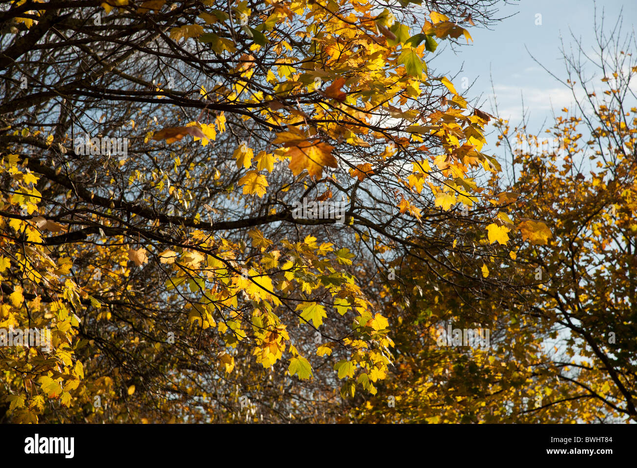Uk autumn trees tree hi-res stock photography and images - Alamy