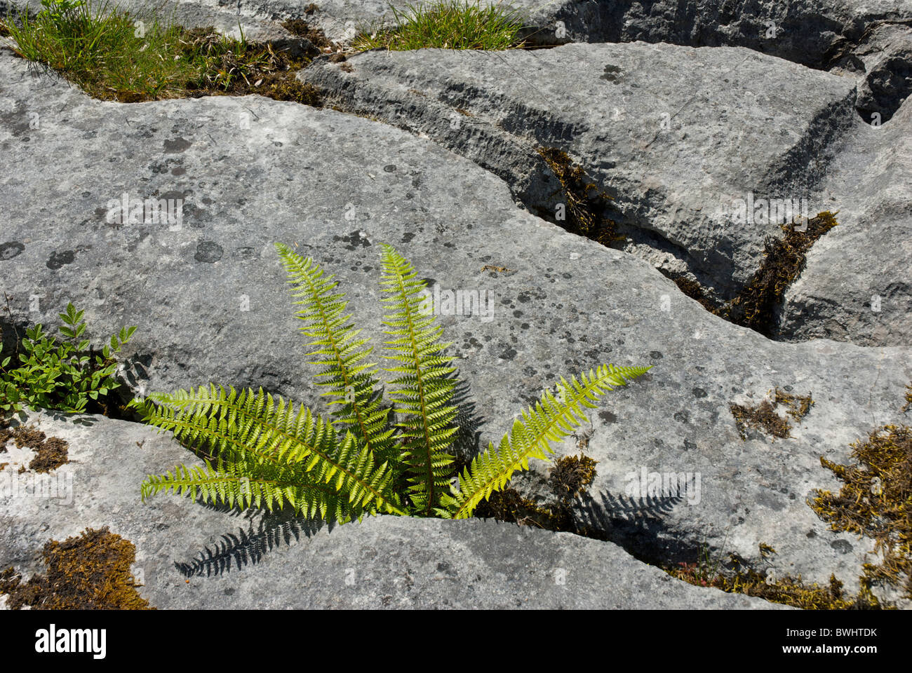 Clints grikes in limestone pavement hi-res stock photography and images ...