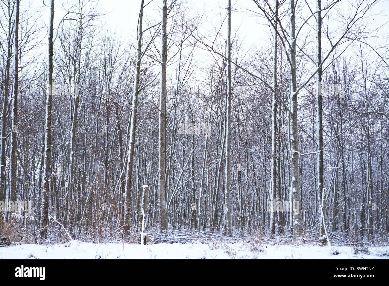 Snow covered birch trees Stock Photo - Alamy