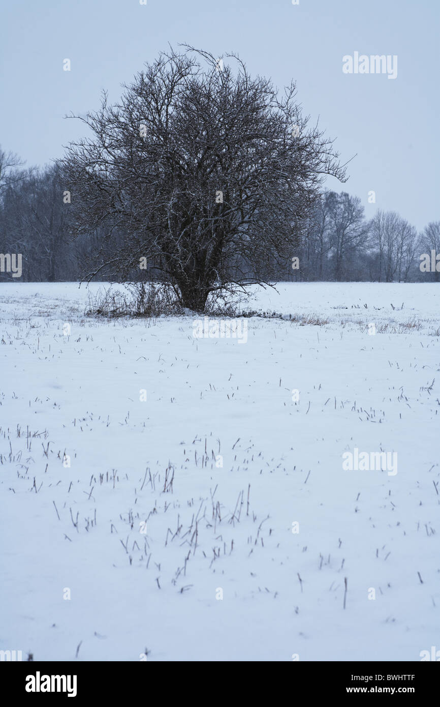 Trees in the field covered in snow hi-res stock photography and images ...