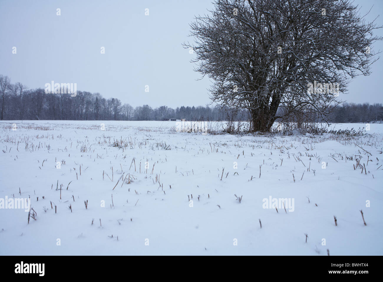 Field covered snow trees hi-res stock photography and images - Alamy