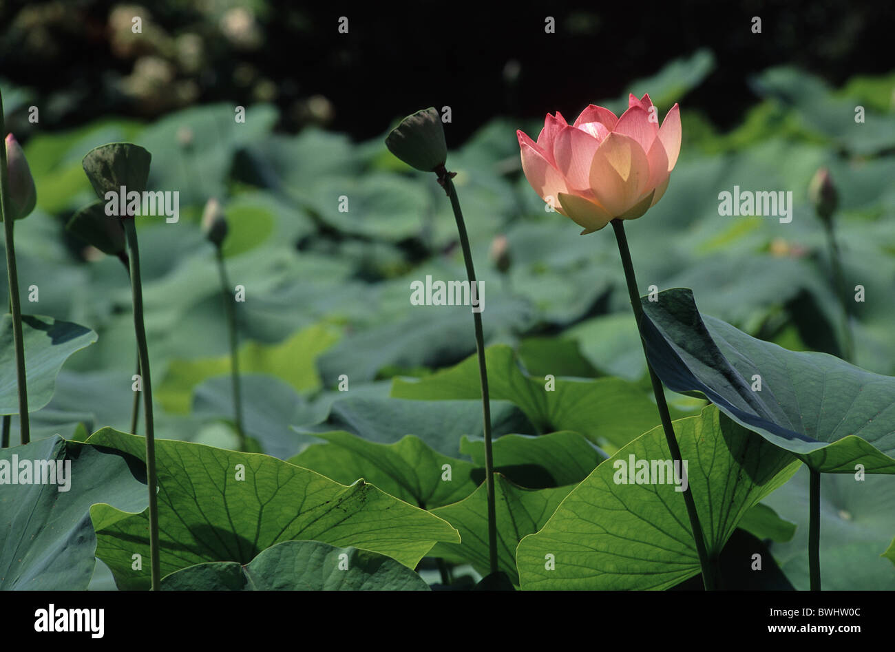 10824937 hi-res stock photography and images - Alamy