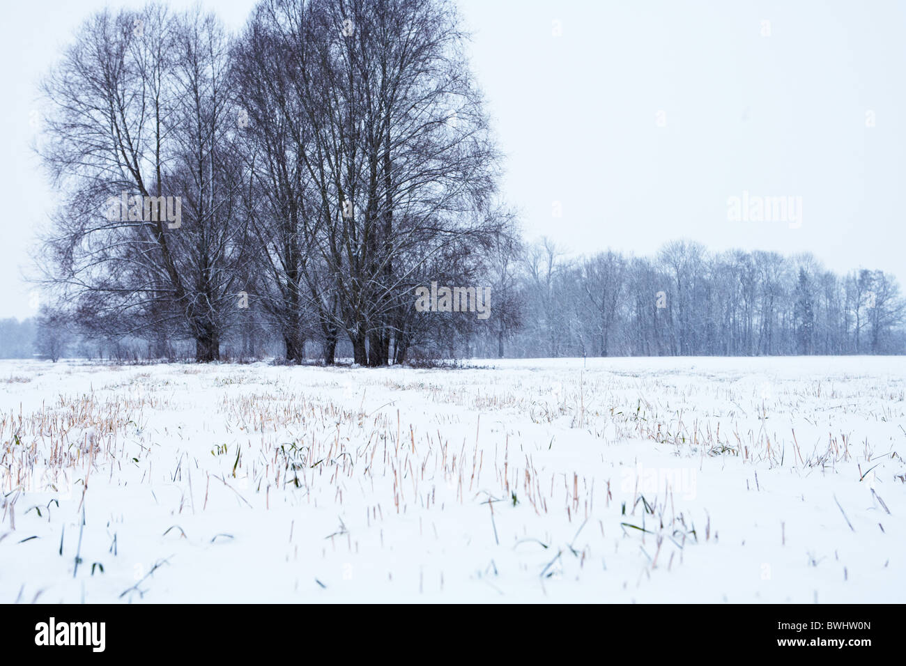 Trees in the field covered in snow hi-res stock photography and images ...