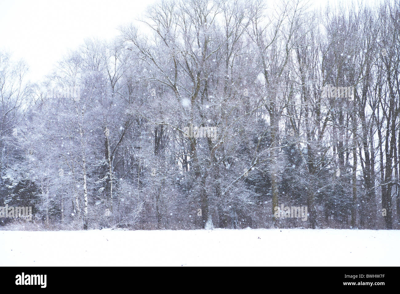 Birch Trees Snow High Resolution Stock Photography and Images - Alamy