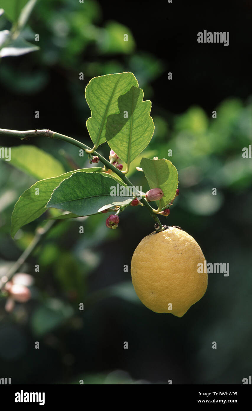 citrus fruit fruit branch park botanical garden plants Jardin Botanique ...