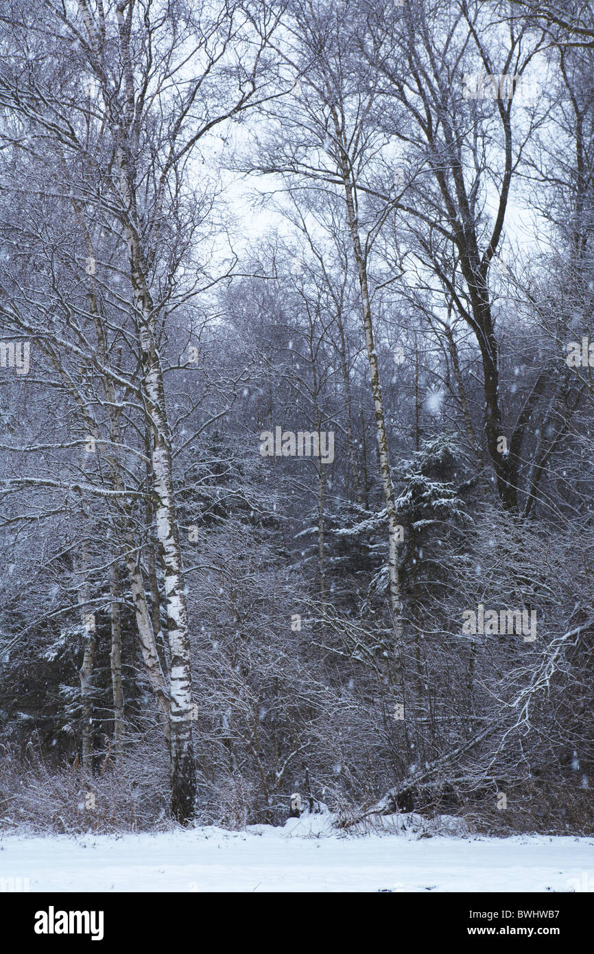 Snow covered birch trees hi-res stock photography and images - Alamy