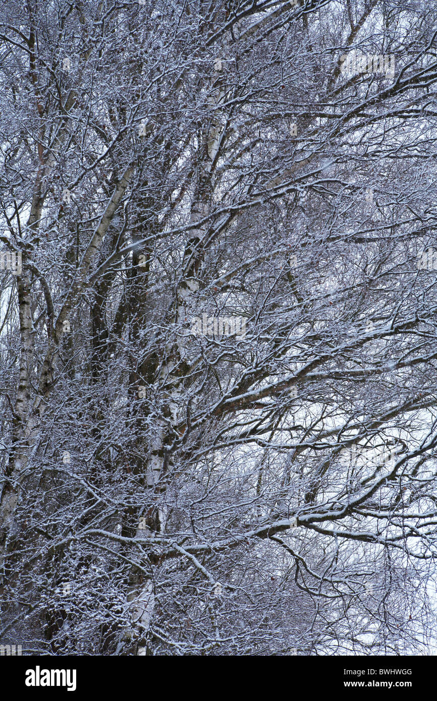 Snow covered birch trees Stock Photo - Alamy