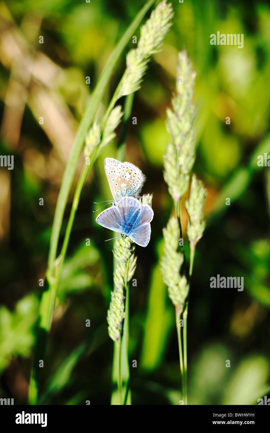 Two common blue butterflies Stock Photo - Alamy