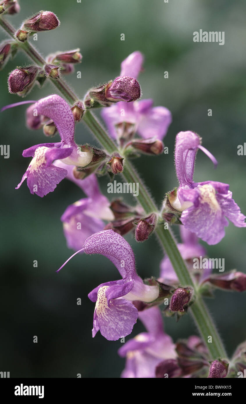cashmere sage Salvia hians plant blossoms flourishes Stock Photo - Alamy