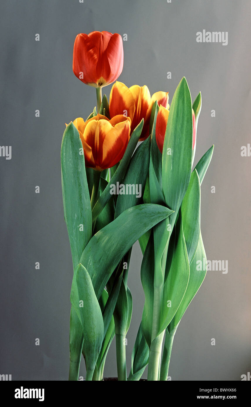 tulips flowers arrangement studio Stock Photo - Alamy