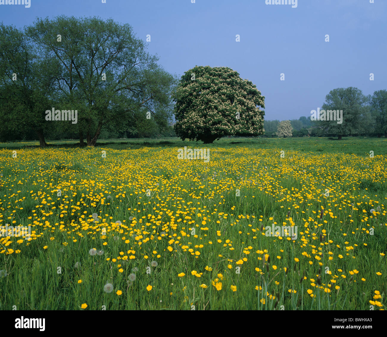 Boxmoor common hi-res stock photography and images - Alamy