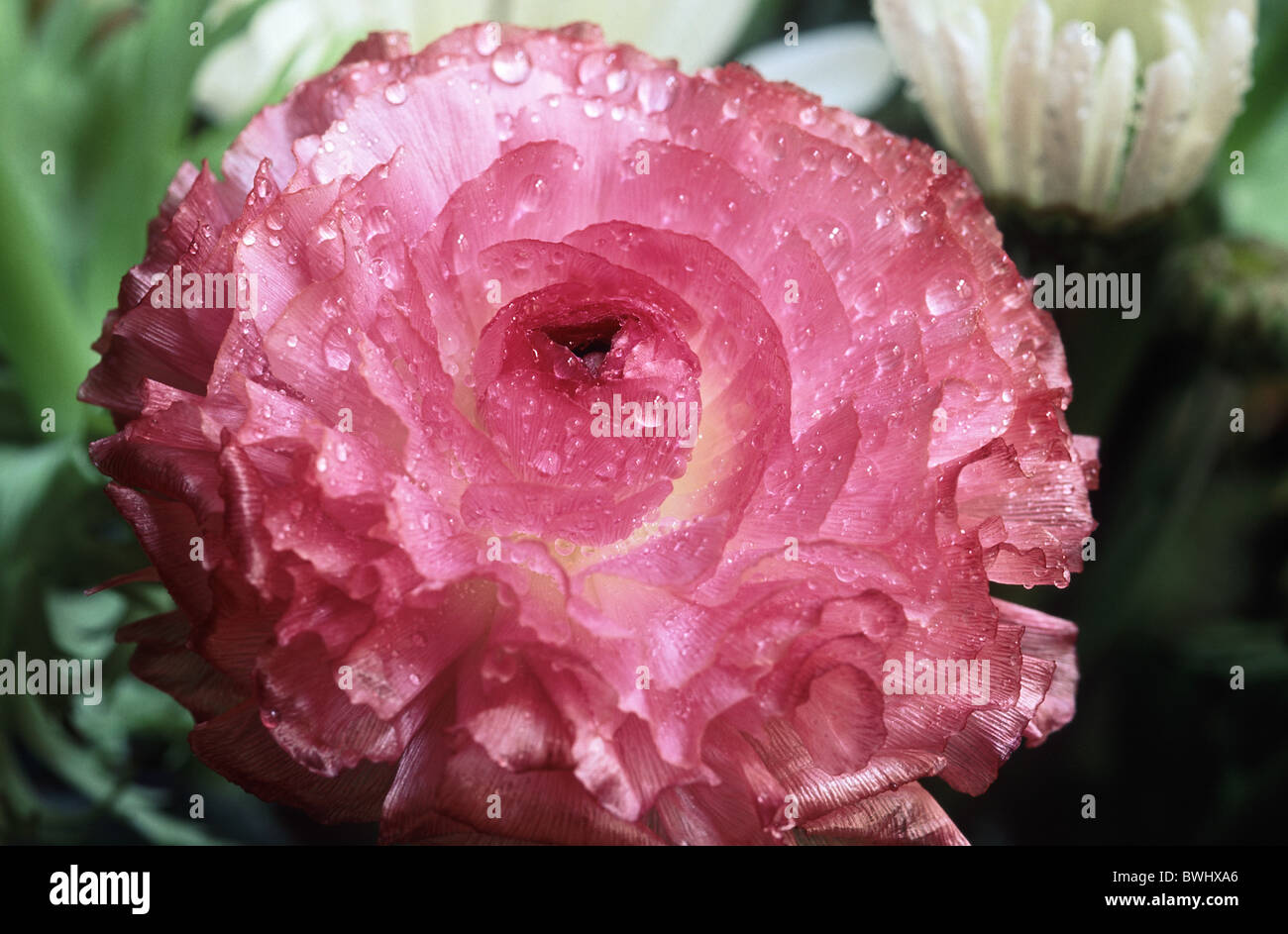 Crowfoot blossom hi-res stock photography and images - Alamy