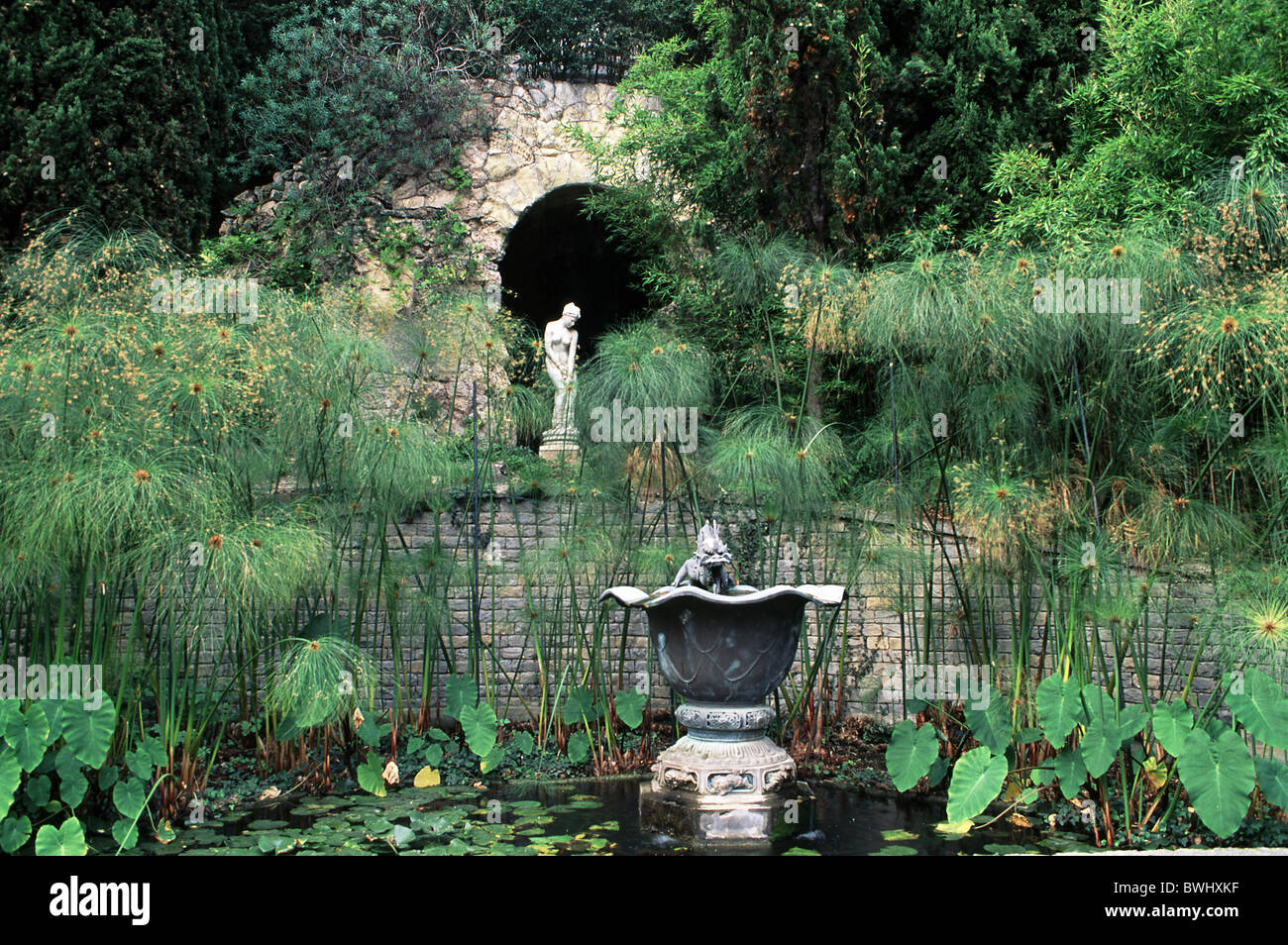 papyrus Cyperus papyrus garden park pond well villa Hanbury Italy Stock ...