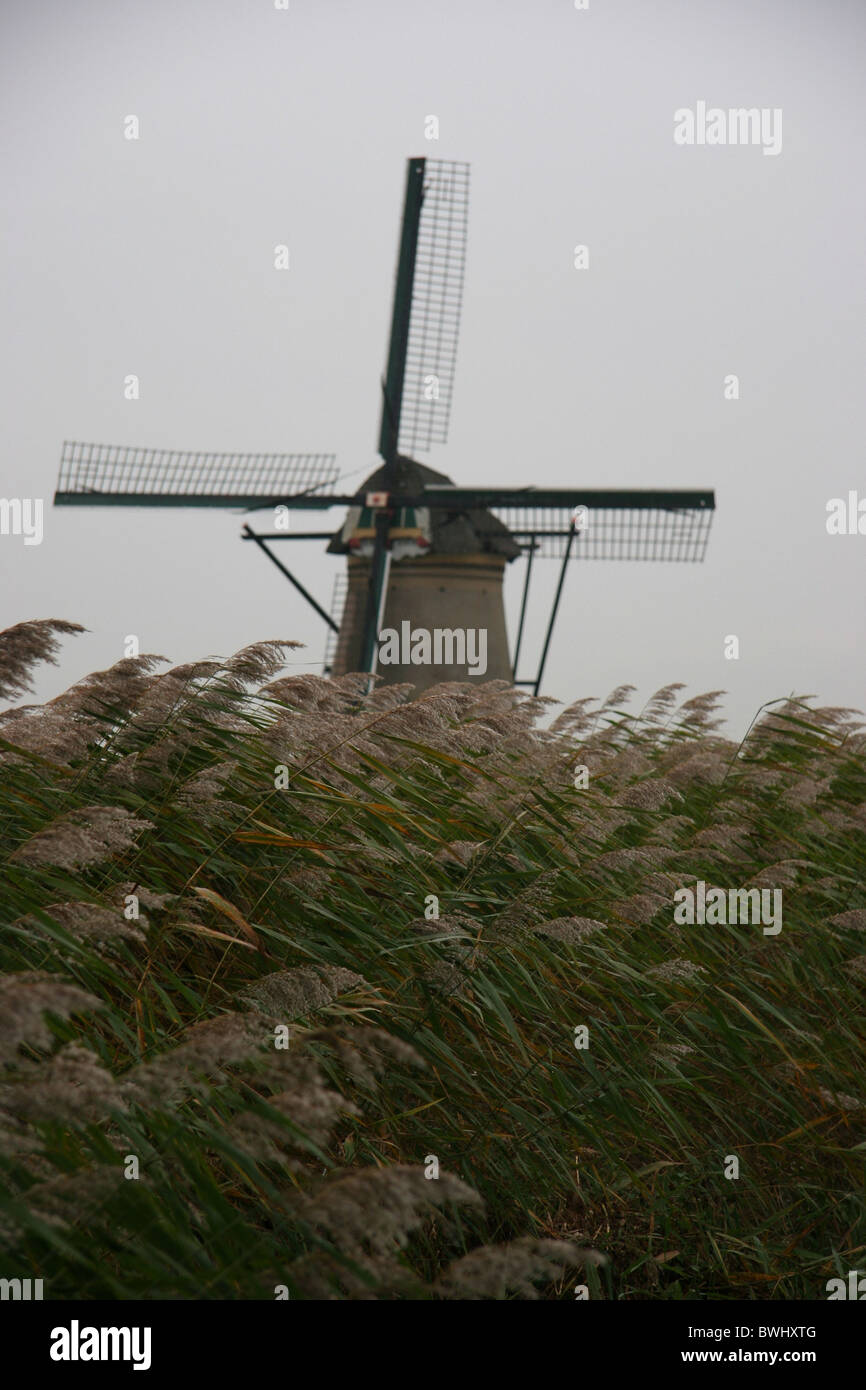 Holland Netherlands Holland Europe Kinderdijk wind mill reed wind storm ...