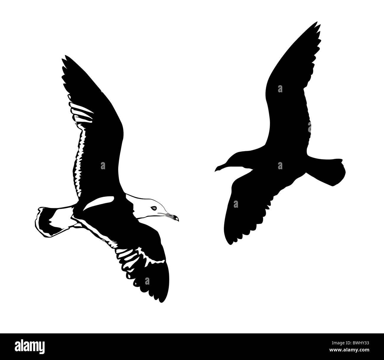 Flying tern drawing hi-res stock photography and images - Alamy
