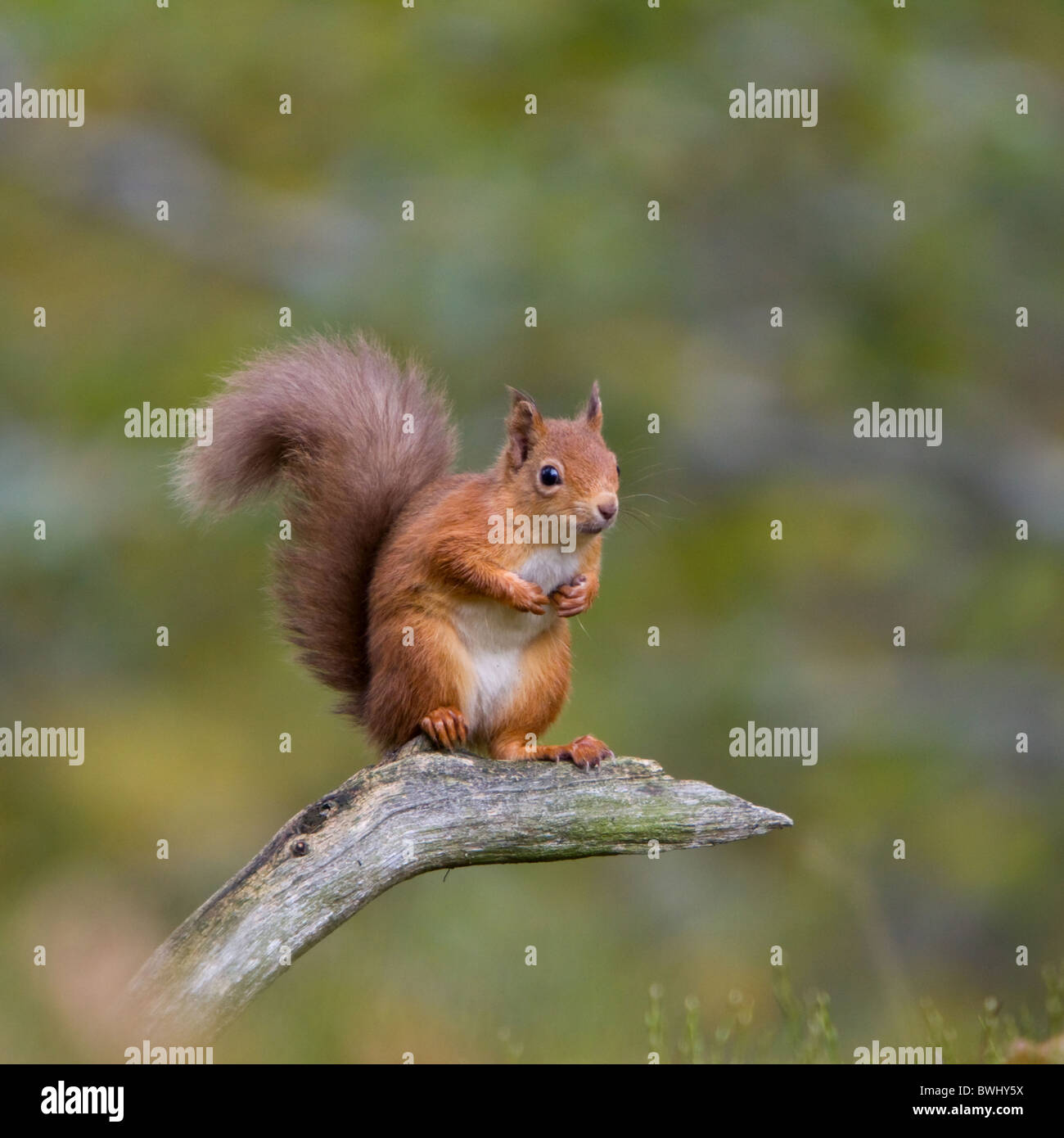 Red squirrel sitting on branch Stock Photo - Alamy