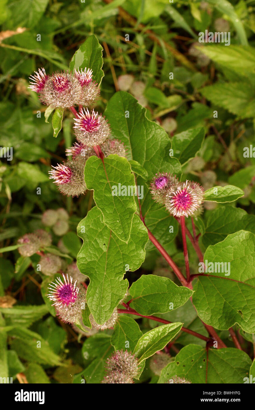 Lesser burdock (Arctium minus : Asteraceae), UK Stock Photo - Alamy
