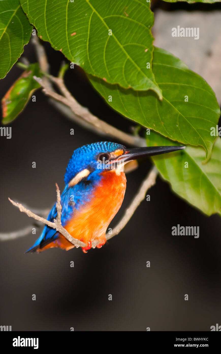 Tiny Kingfisher bird grabbing on a tree branch on Sungai Kinabatangan's ...