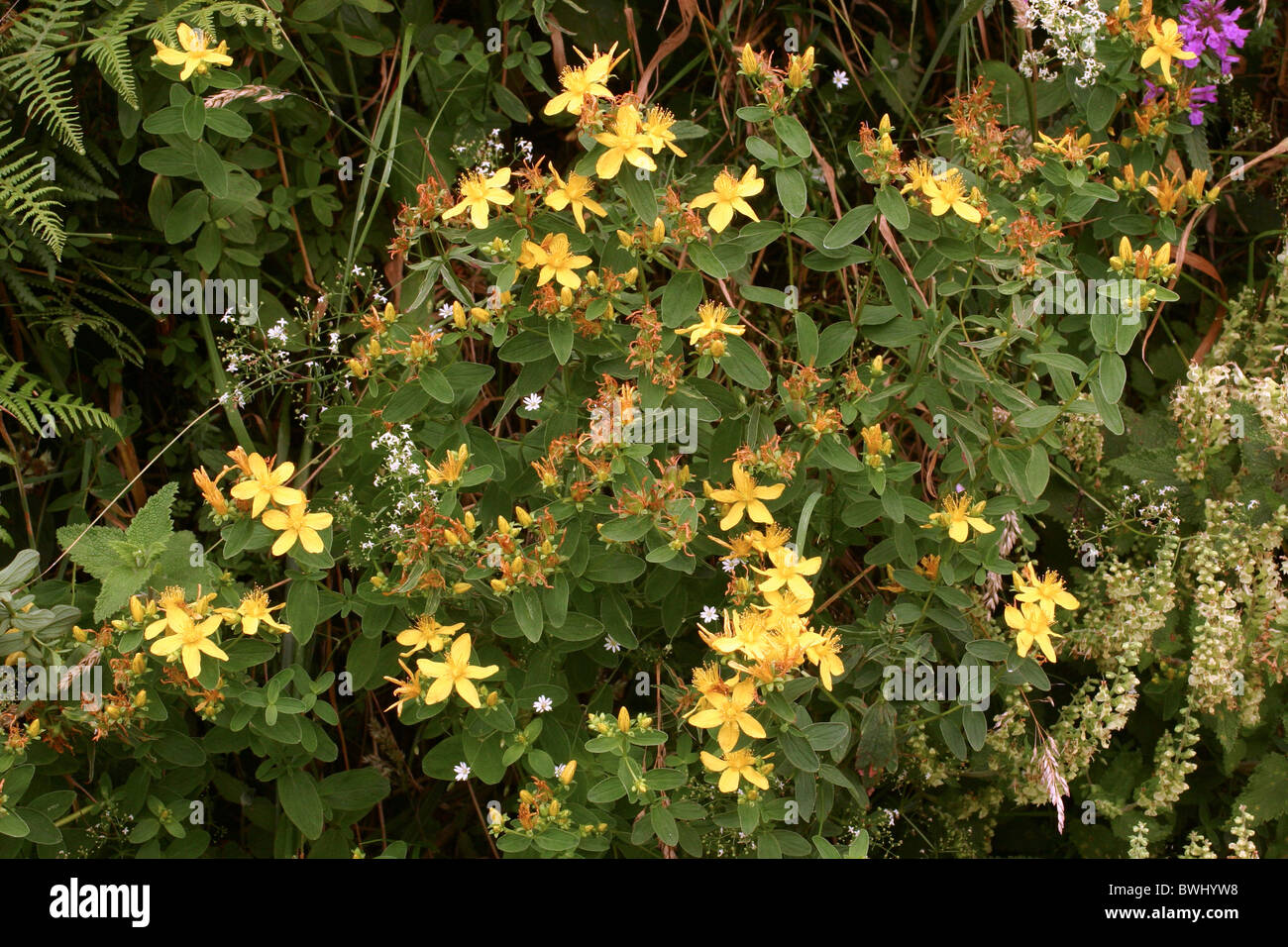 Imperforate st johns wort hi-res stock photography and images - Alamy