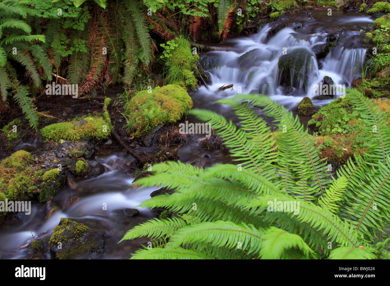 Semitropical rain forest hi-res stock photography and images - Alamy