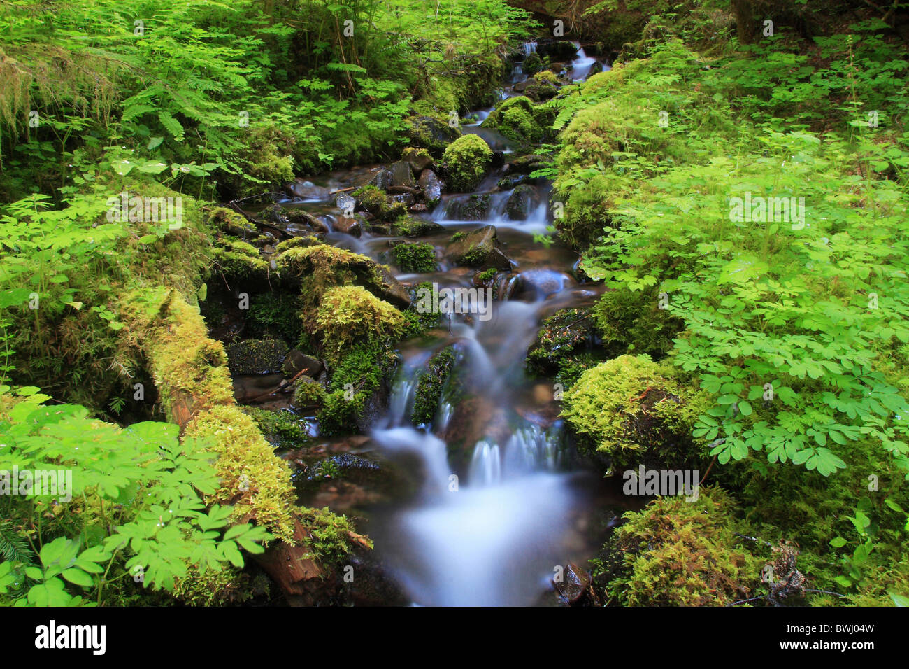 scenery landscape Sol Duc Valley Olympic national park park ...