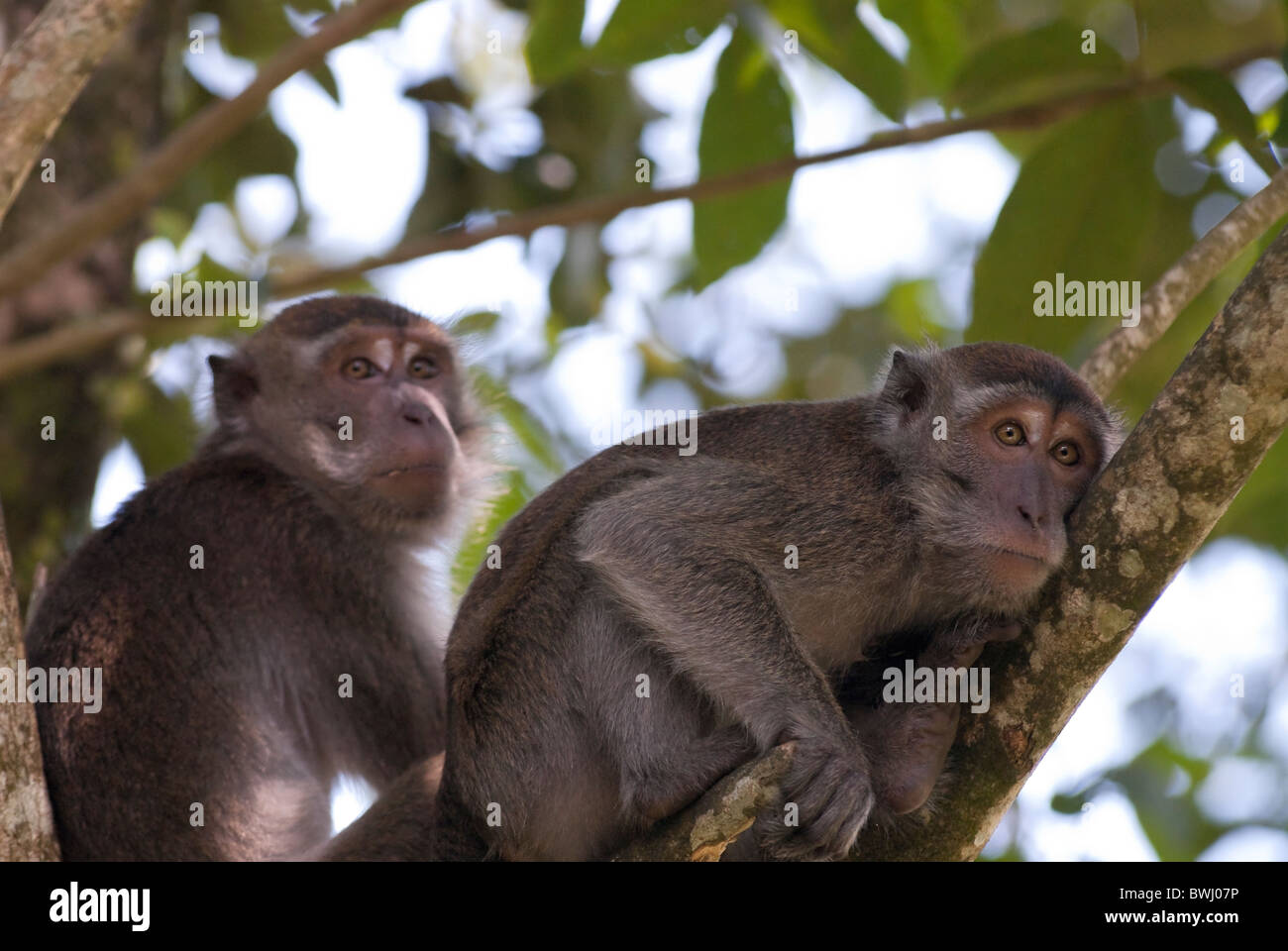 Monkeys bako nation park malaysia hi-res stock photography and images ...